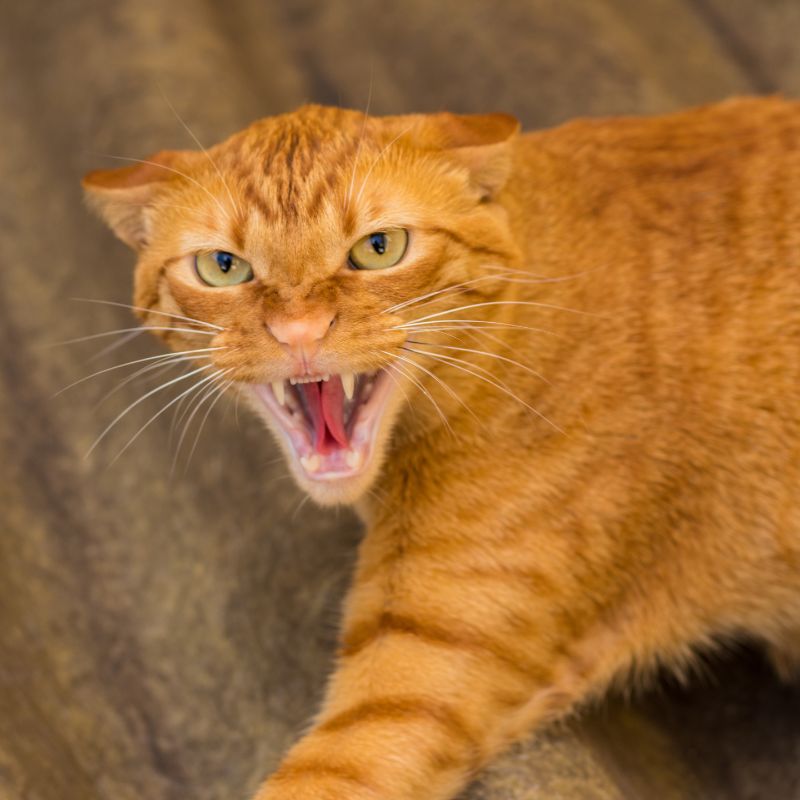 Les signes de stress chez le chat et comment les gérer – J'aime ...