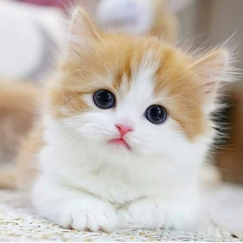 L’éducation d’un chaton : premières étapes essentielles – J'aime ...